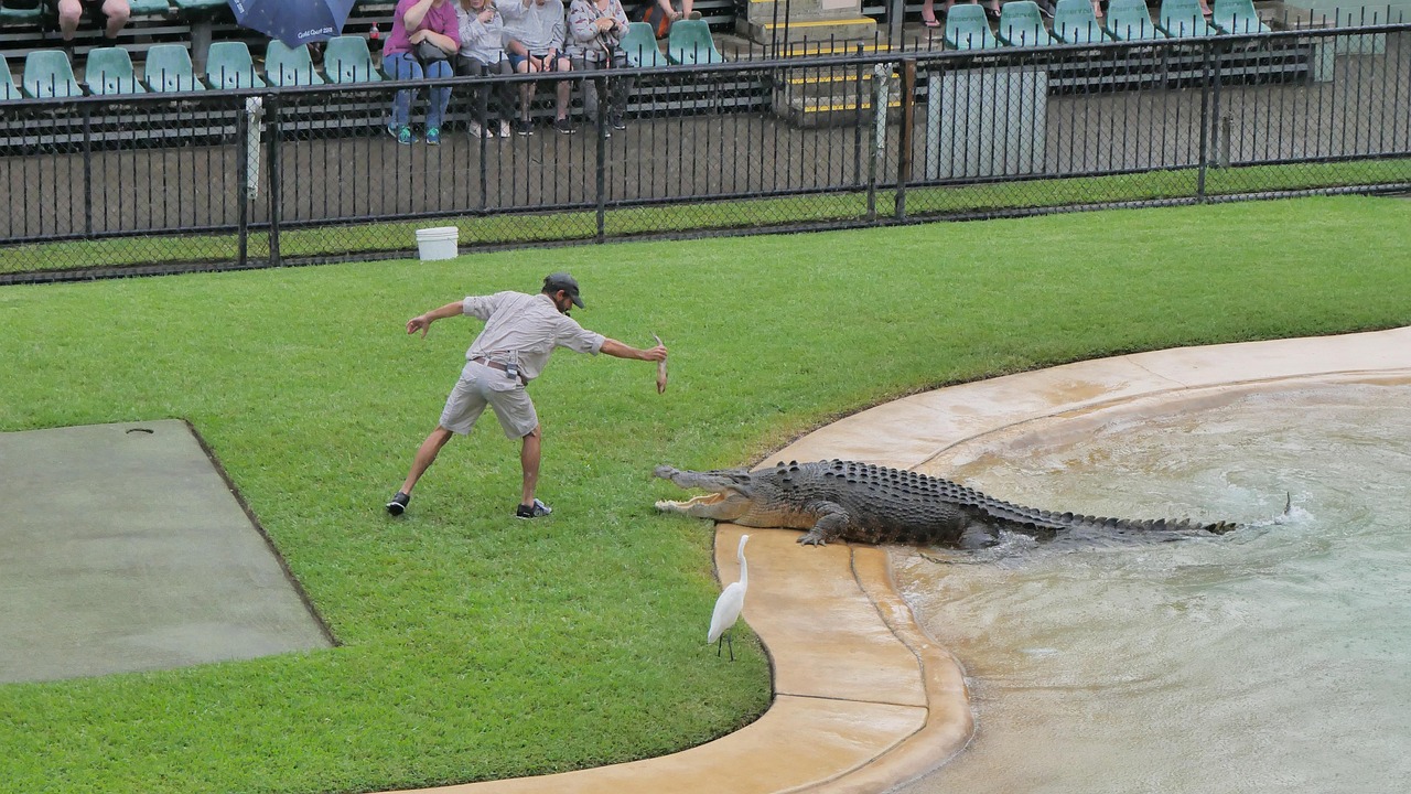4+ Free Crocodile Jumping & Crocodile Images - Pixabay