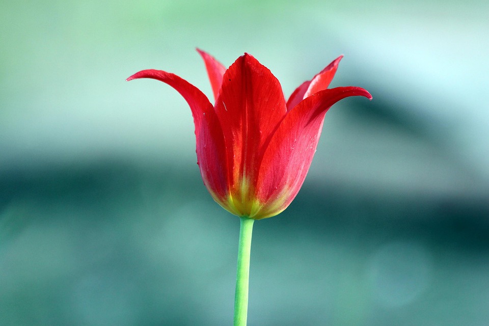 Tulip Nature No One - Free photo on Pixabay