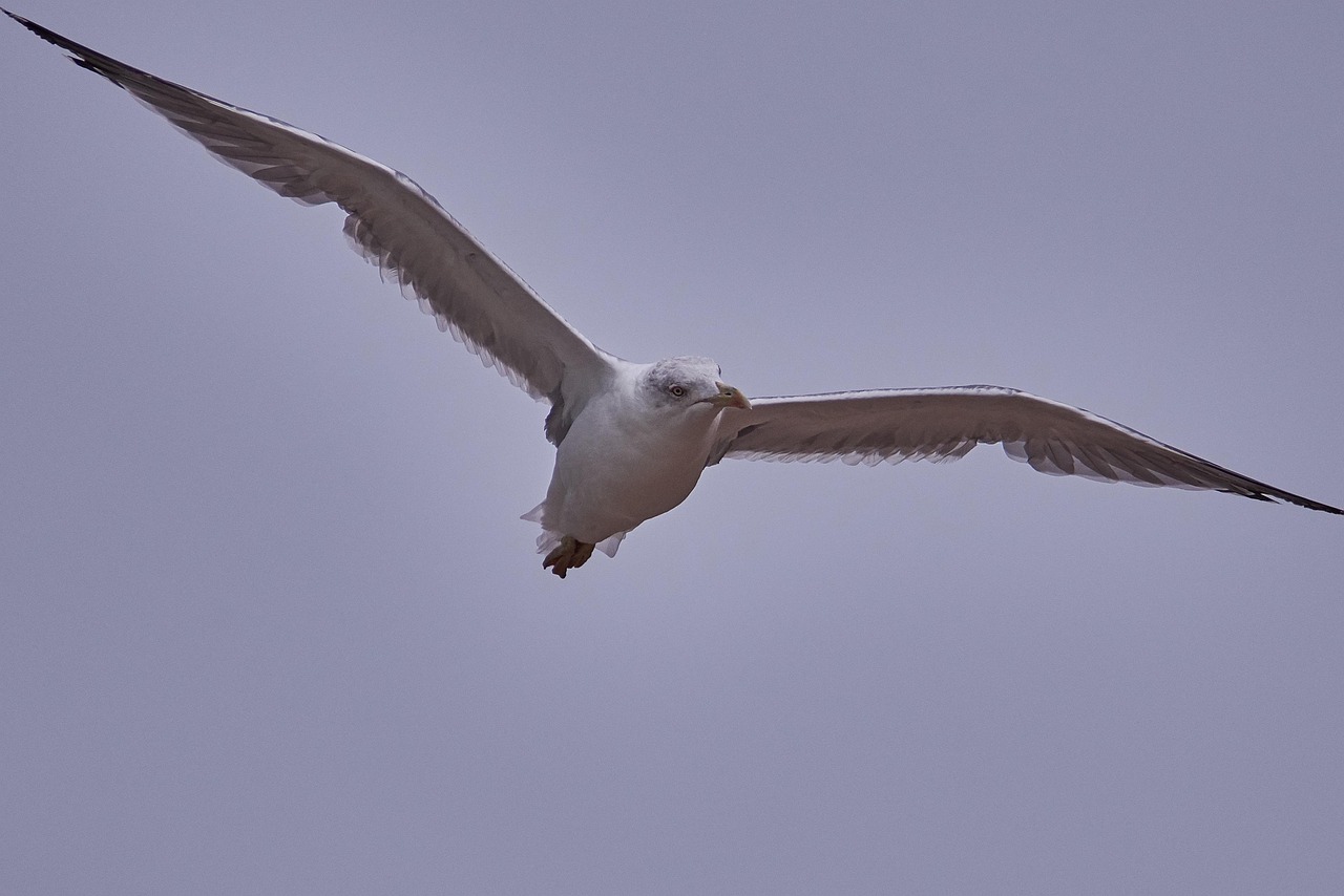 200+ Free Spick-And-Span & Span Images - Pixabay