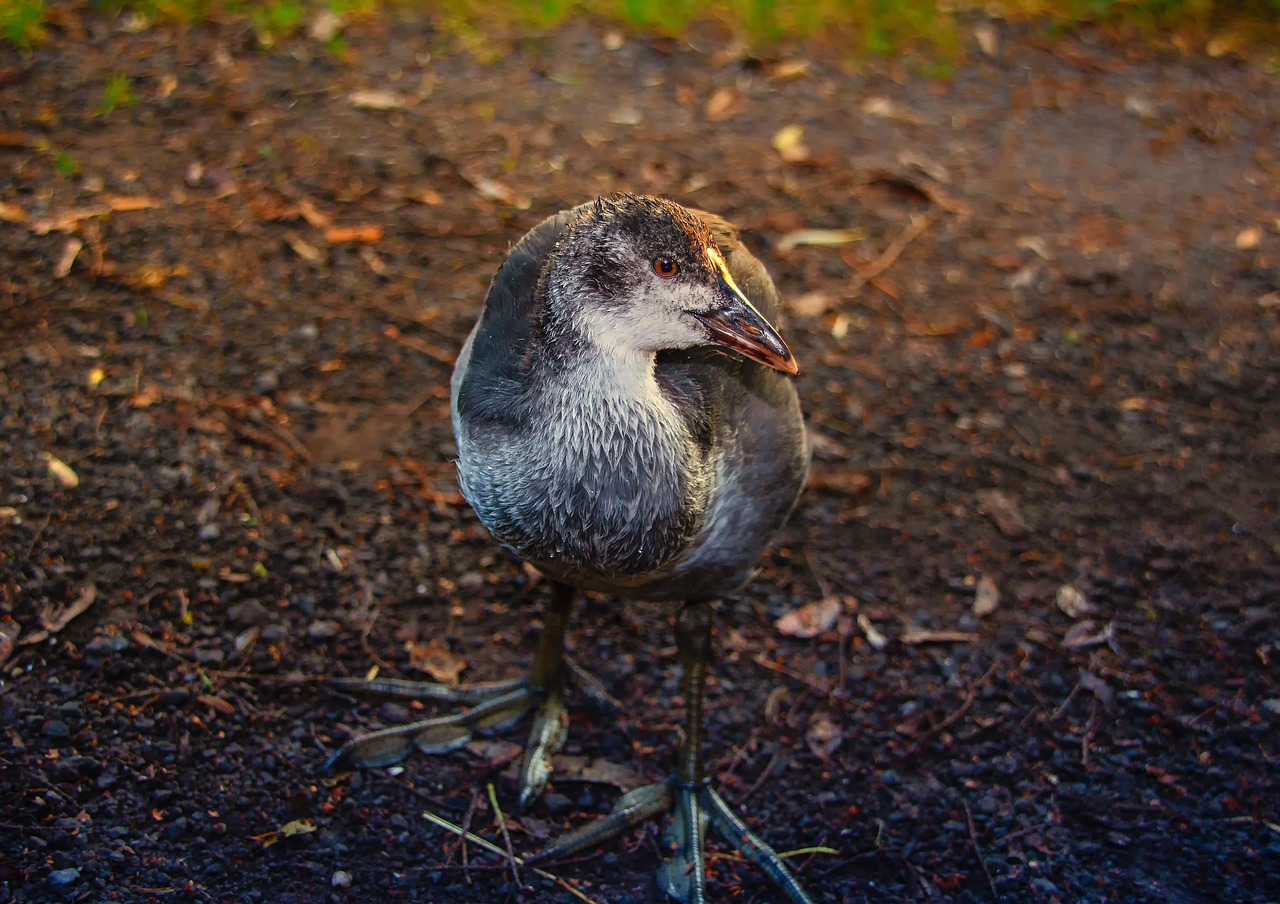 Bird Wildlife Nature - Free photo on Pixabay - Pixabay
