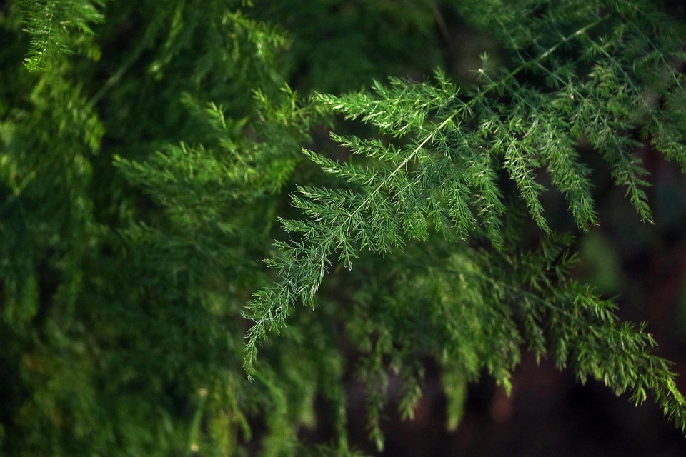 Folha Flora Natureza Meio - Foto gratuita no Pixabay