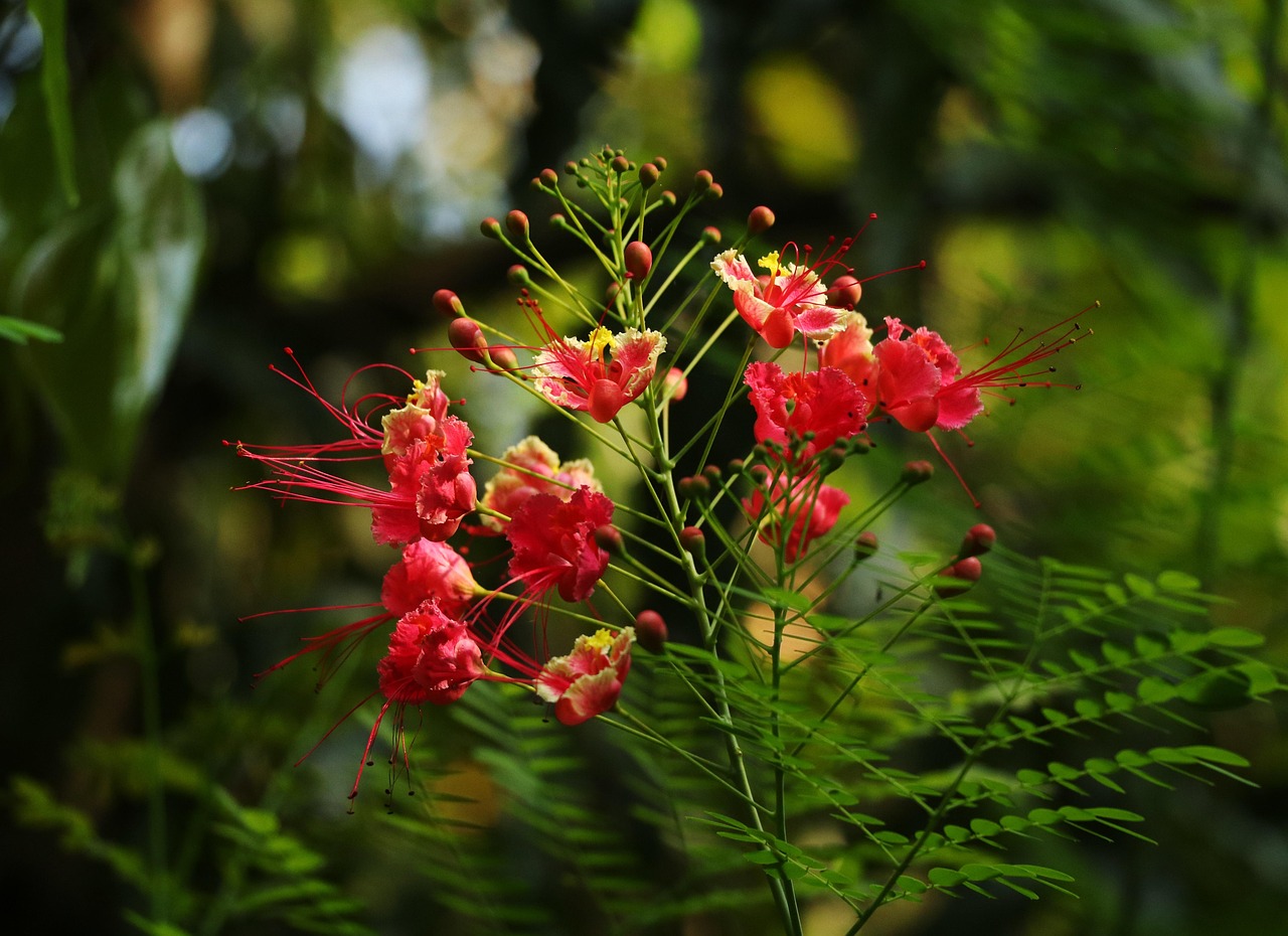 Nature Flore Fleur - Photo gratuite sur Pixabay - Pixabay