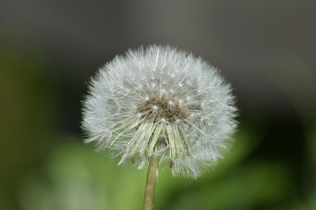 Natural Landscape Plant - Free photo on Pixabay