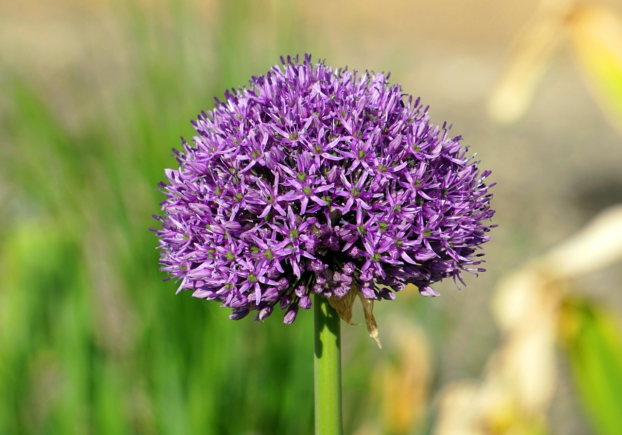 Nature Plant Flower - Free photo on Pixabay - Pixabay