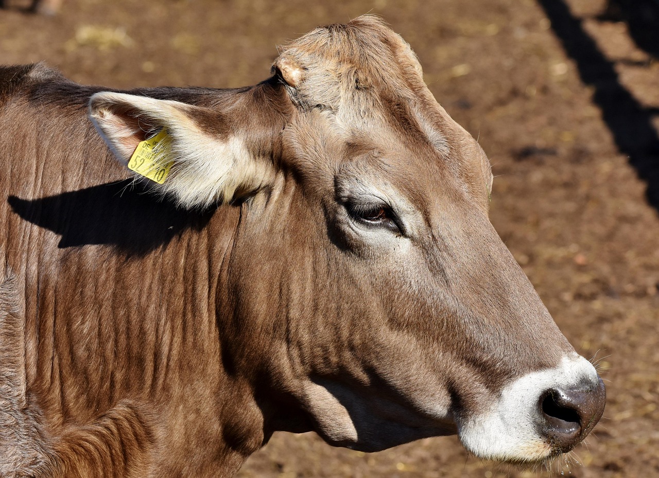Cow Beef Agriculture - Free photo on Pixabay