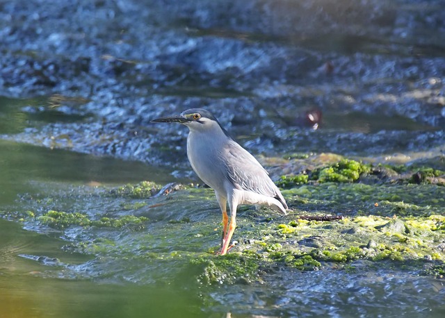 Water Nature Bird - Free photo on Pixabay
