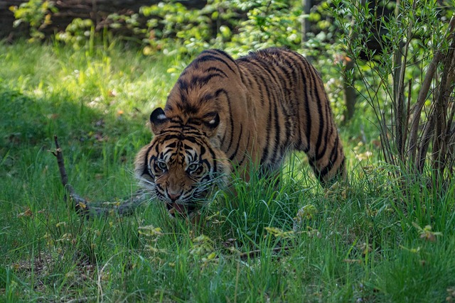 Fauna Silvestre Naturaleza Gato - Foto gratis en Pixabay - Pixabay