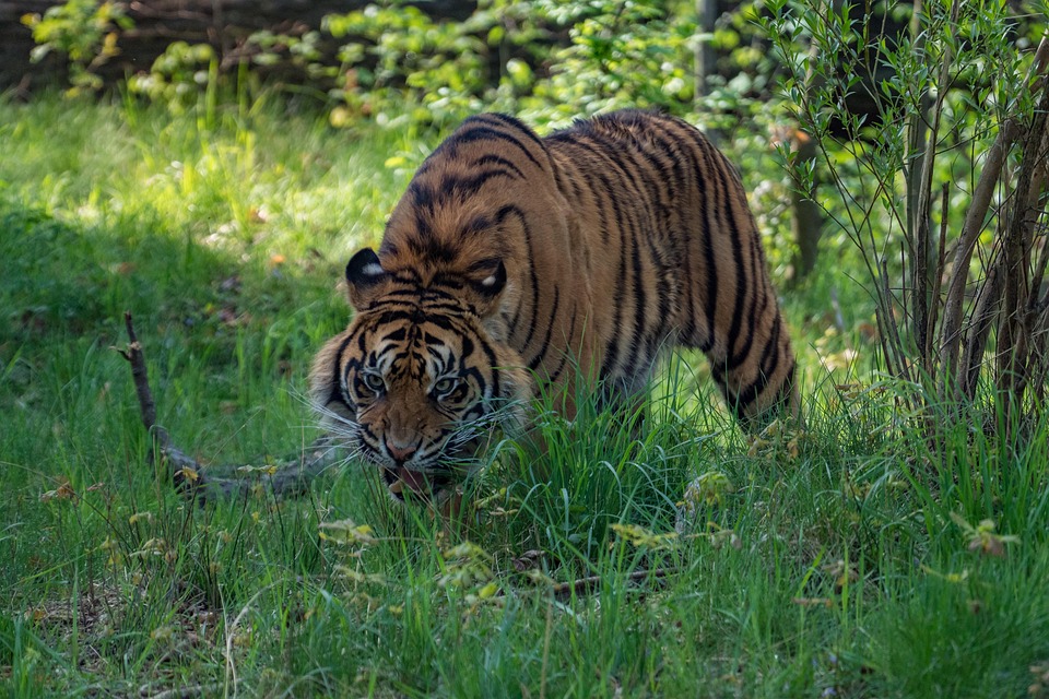 Faune La Nature Chat - Photo gratuite sur Pixabay - Pixabay