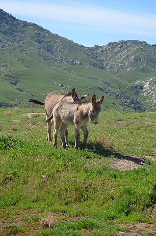 20+ Free Wild Burro & Burro Images - Pixabay