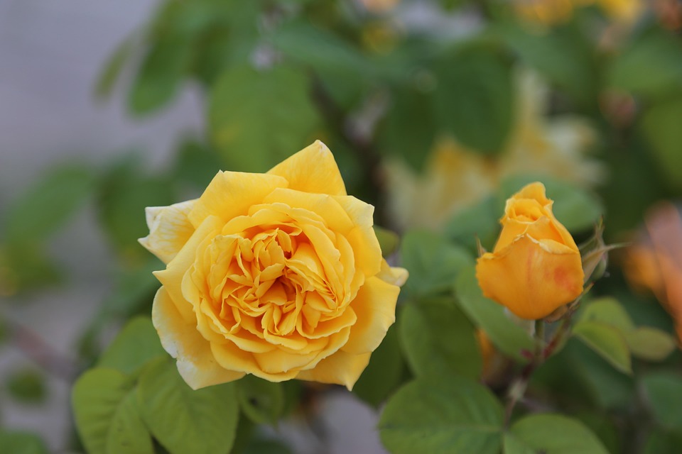 Rose Sarıgül Flower - Free photo on Pixabay - Pixabay