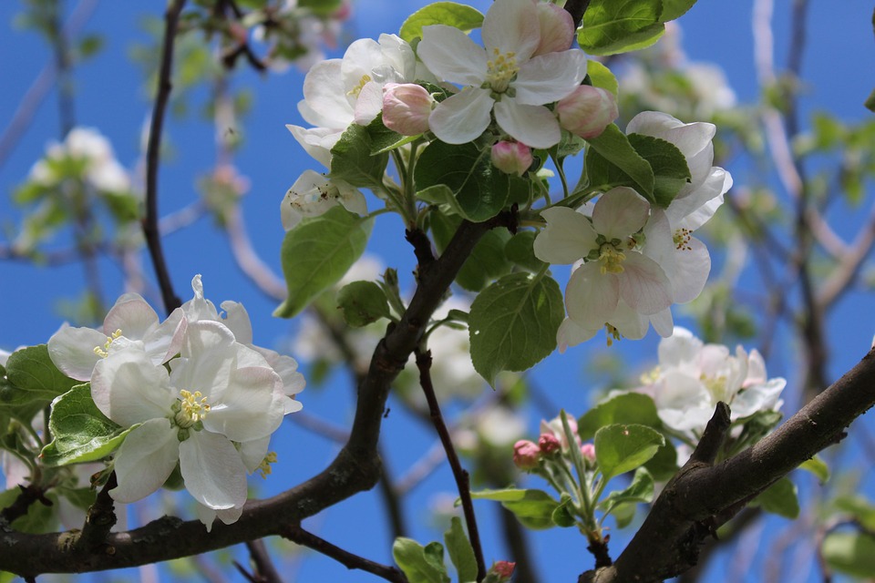 Flower Tree Branch - Free photo on Pixabay - Pixabay