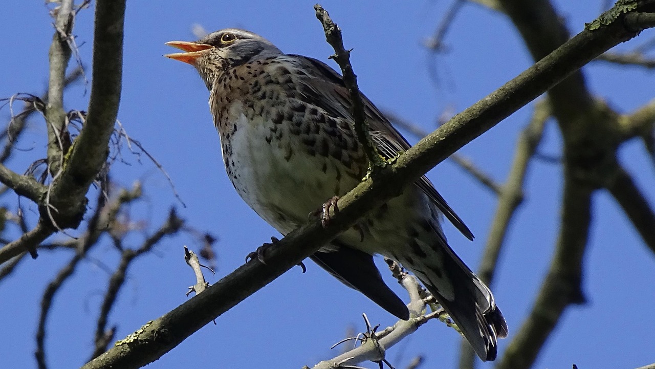 Nature Oiseaux La À - Photo gratuite sur Pixabay - Pixabay
