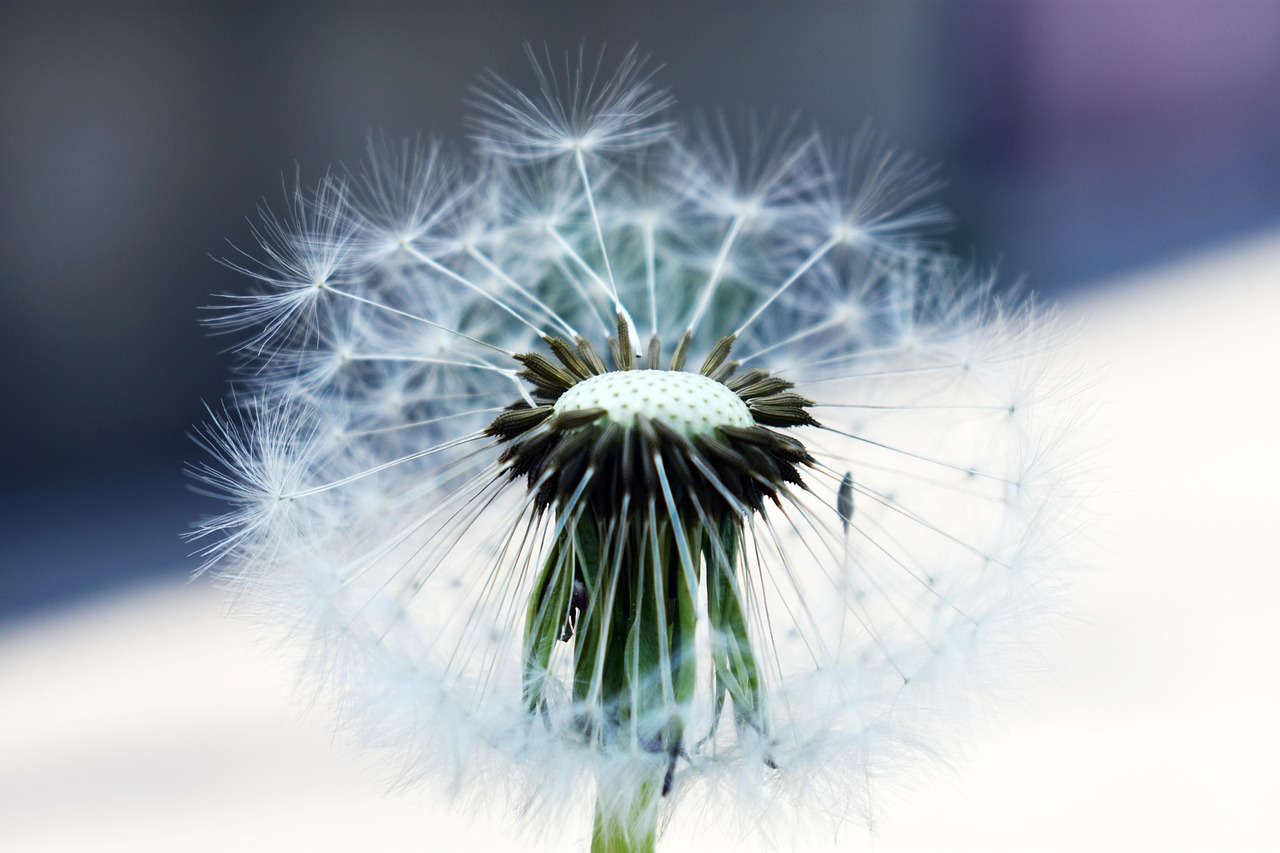Dandelion Nature Plant - Free photo on Pixabay