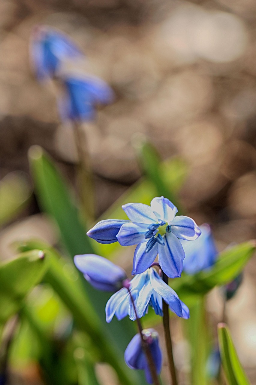 Nature En Plein Air Flore - Photo gratuite sur Pixabay - Pixabay