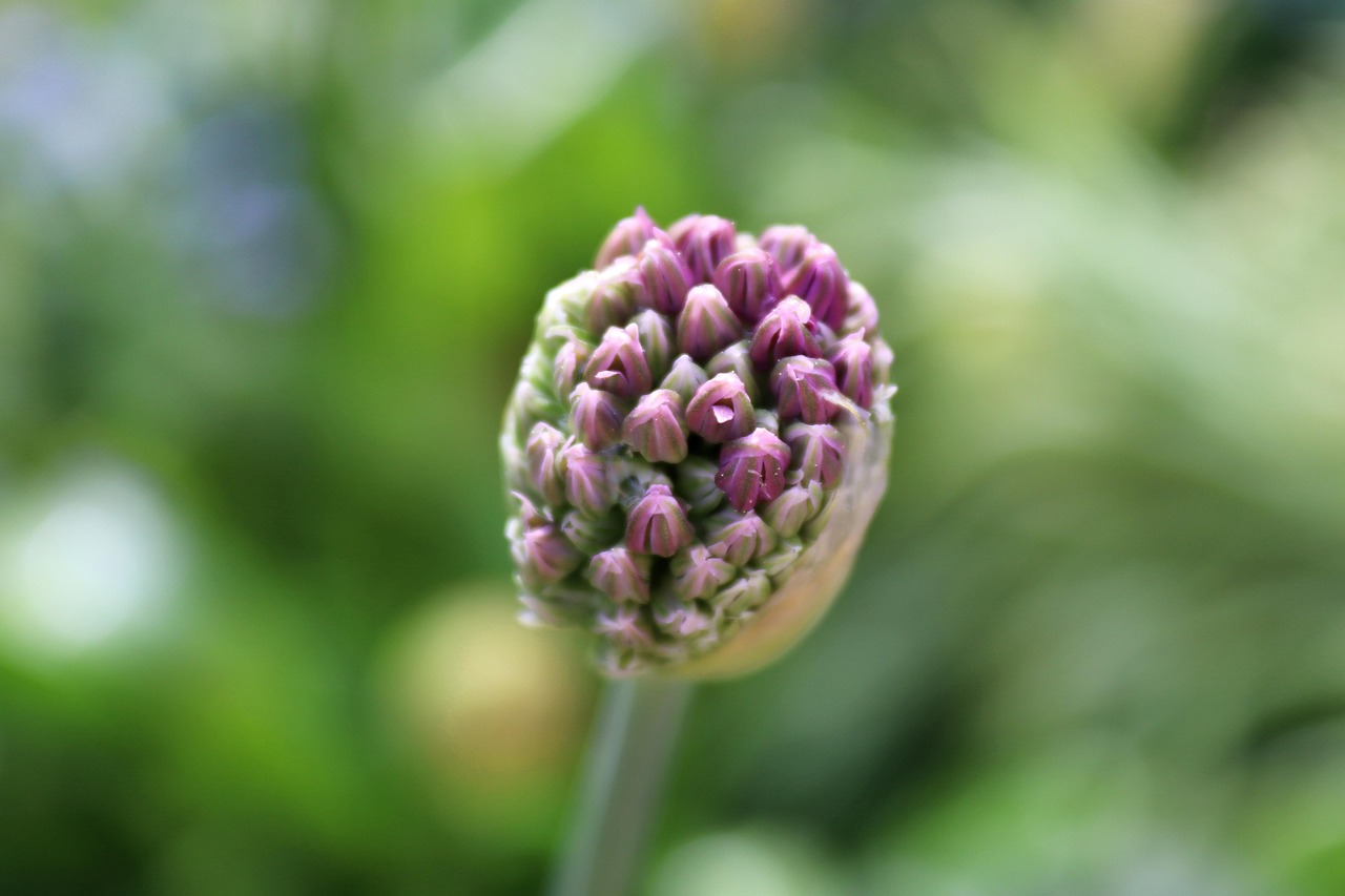 La Nature Plante Fleur - Photo gratuite sur Pixabay - Pixabay