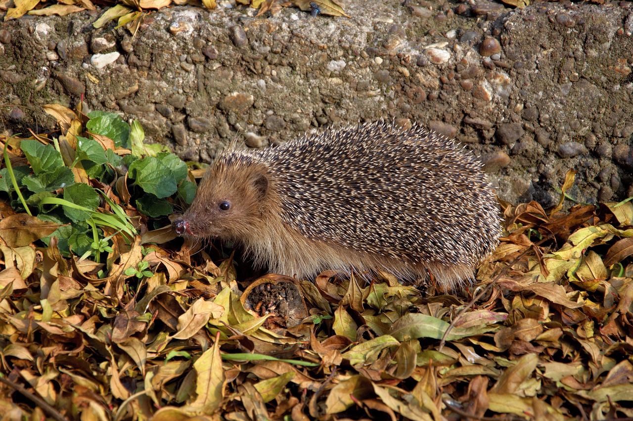 La Nature Frisé Animal - Photo gratuite sur Pixabay - Pixabay