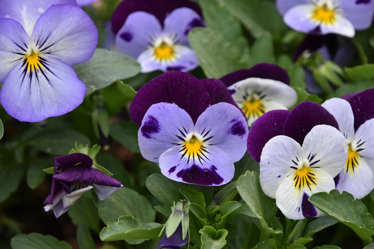 Flower Floral Nature - Free photo on Pixabay