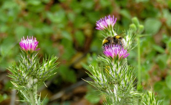50+ Free Forest Bumblebee & Forest Images - Pixabay