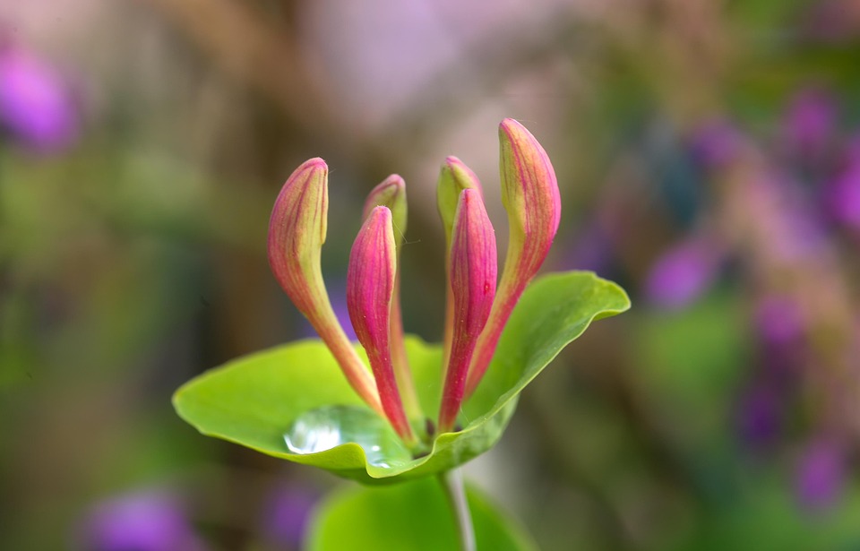 Honeysuckle Lonicera Flower - Free photo on Pixabay - Pixabay