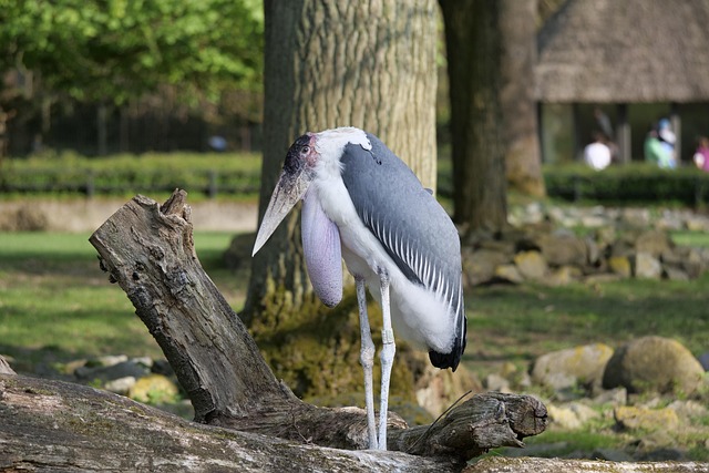 Faune Oiseau Marabu Le Bec De La - Photo gratuite sur Pixabay - Pixabay