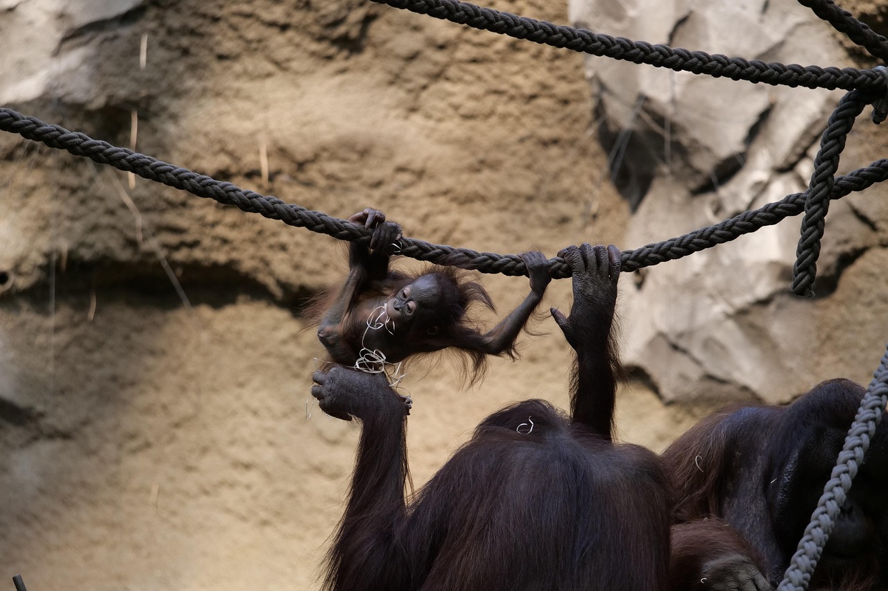 Säugetiere Orang-Utan Menschenaffe - Kostenloses Foto auf Pixabay - Pixabay