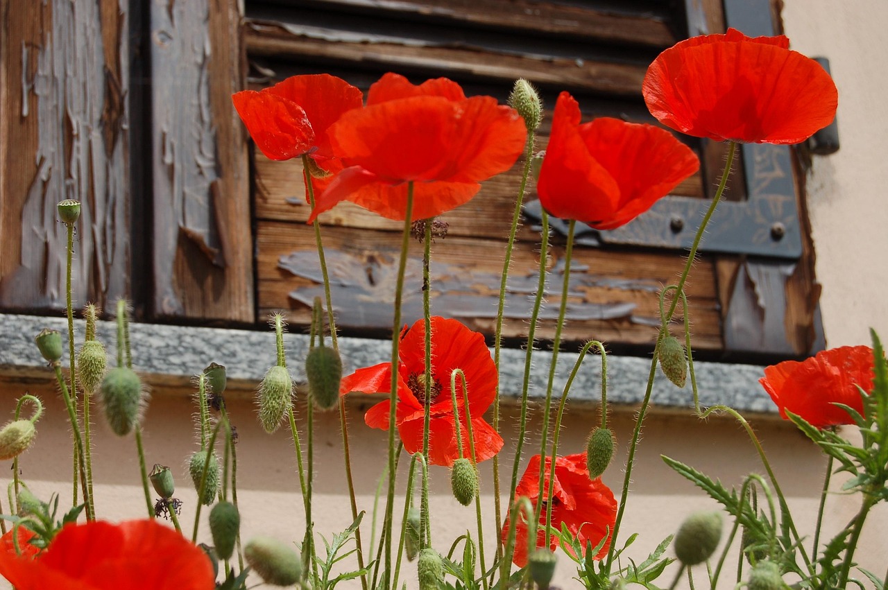 Poppies Nature Poppy Flowers