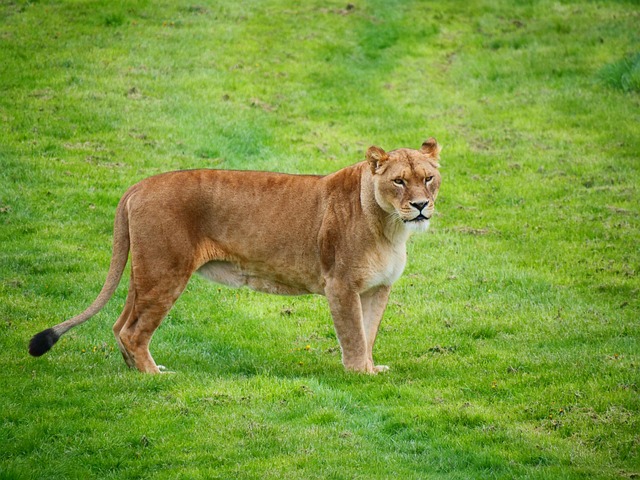 Leona León Gato Grande - Foto gratis en Pixabay - Pixabay