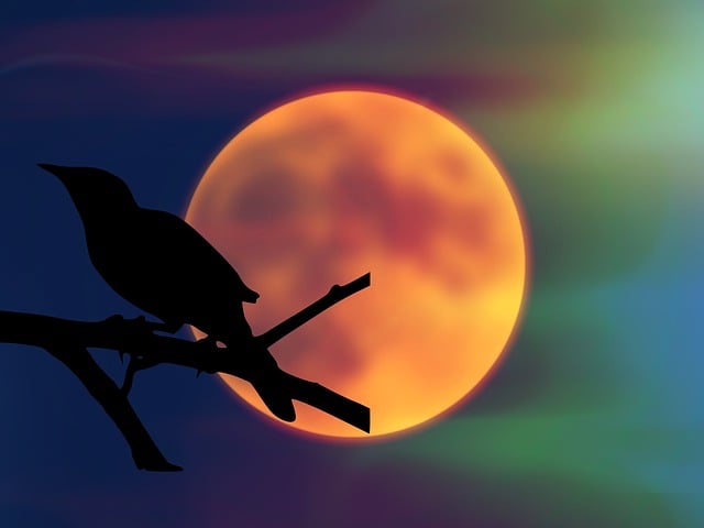 Download Bird, Mockingbird, Moon. Royalty-Free Stock Illustration Image ...