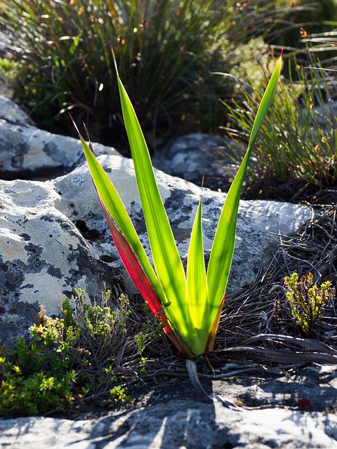 Cape Fynbos Table Mountain Green - Free photo on Pixabay - Pixabay