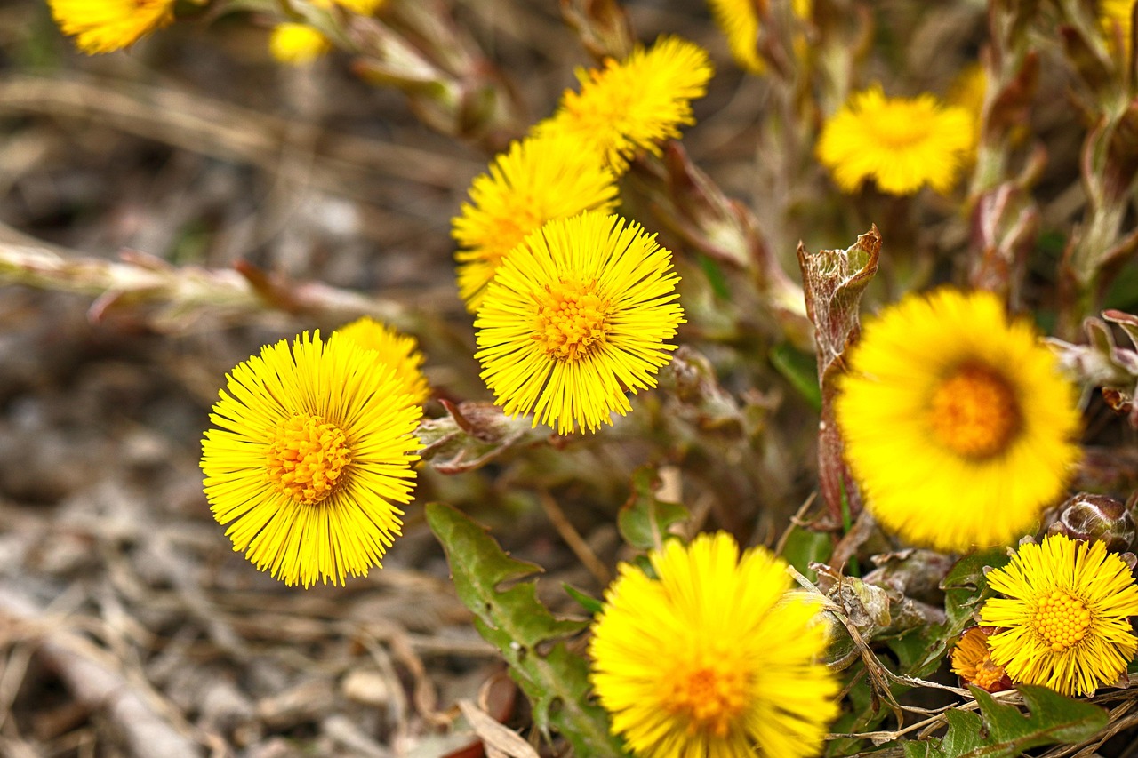 Nature Flore Fleur En Plein - Photo gratuite sur Pixabay - Pixabay