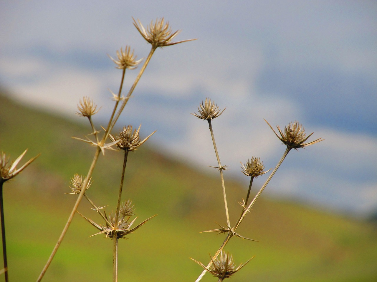 Nature Grass Area - Free photo on Pixabay - Pixabay