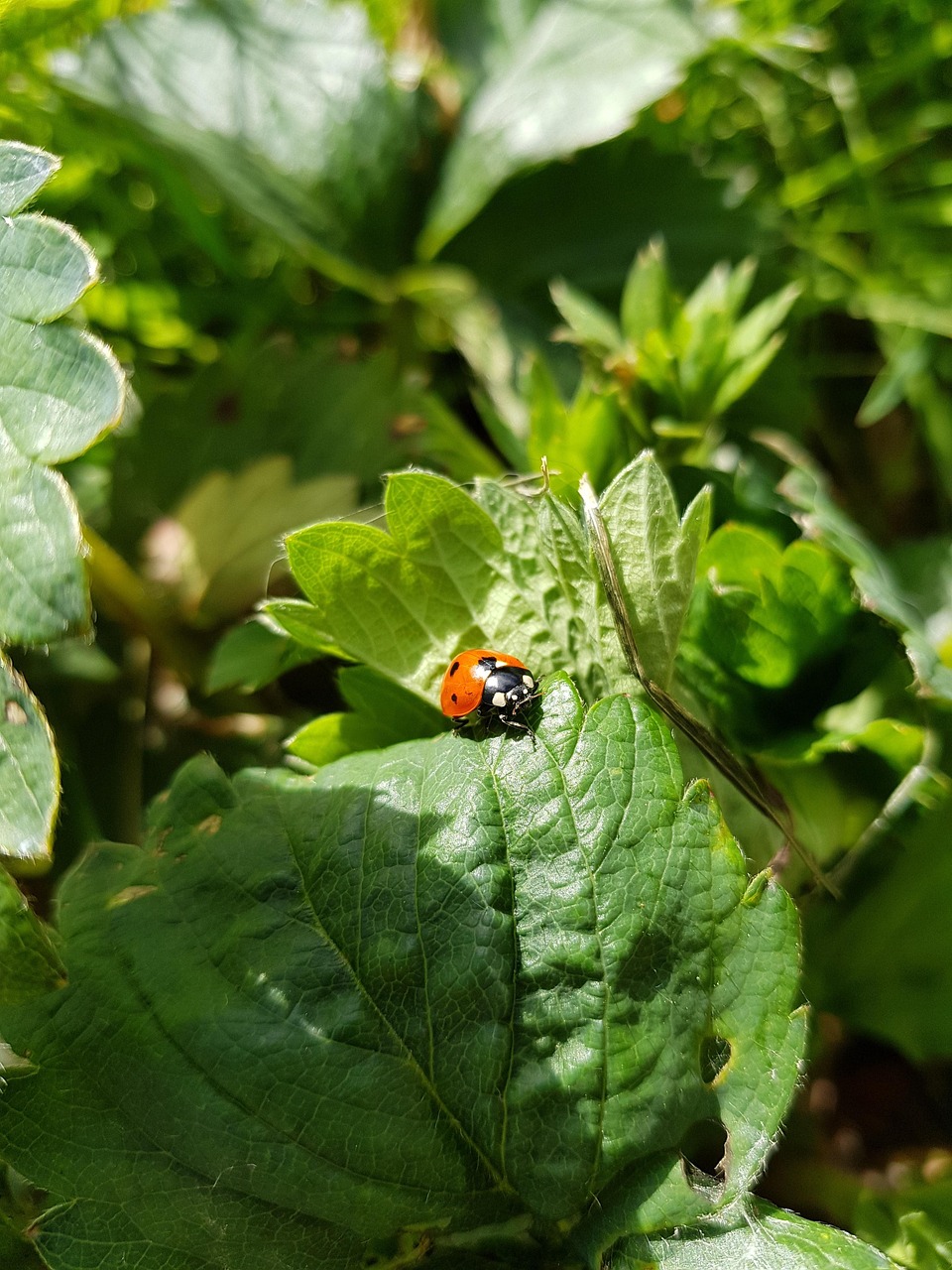Natureza Folha Ao Ar Livre - Foto gratuita no Pixabay - Pixabay