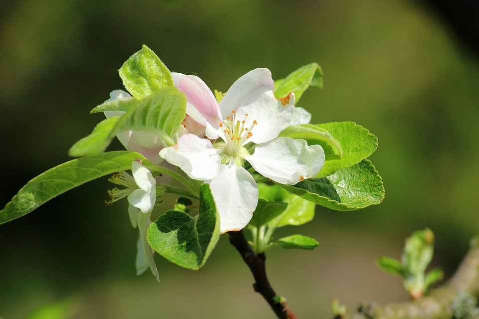 Apple Flower Spring Fruit Trees - Free photo on Pixabay