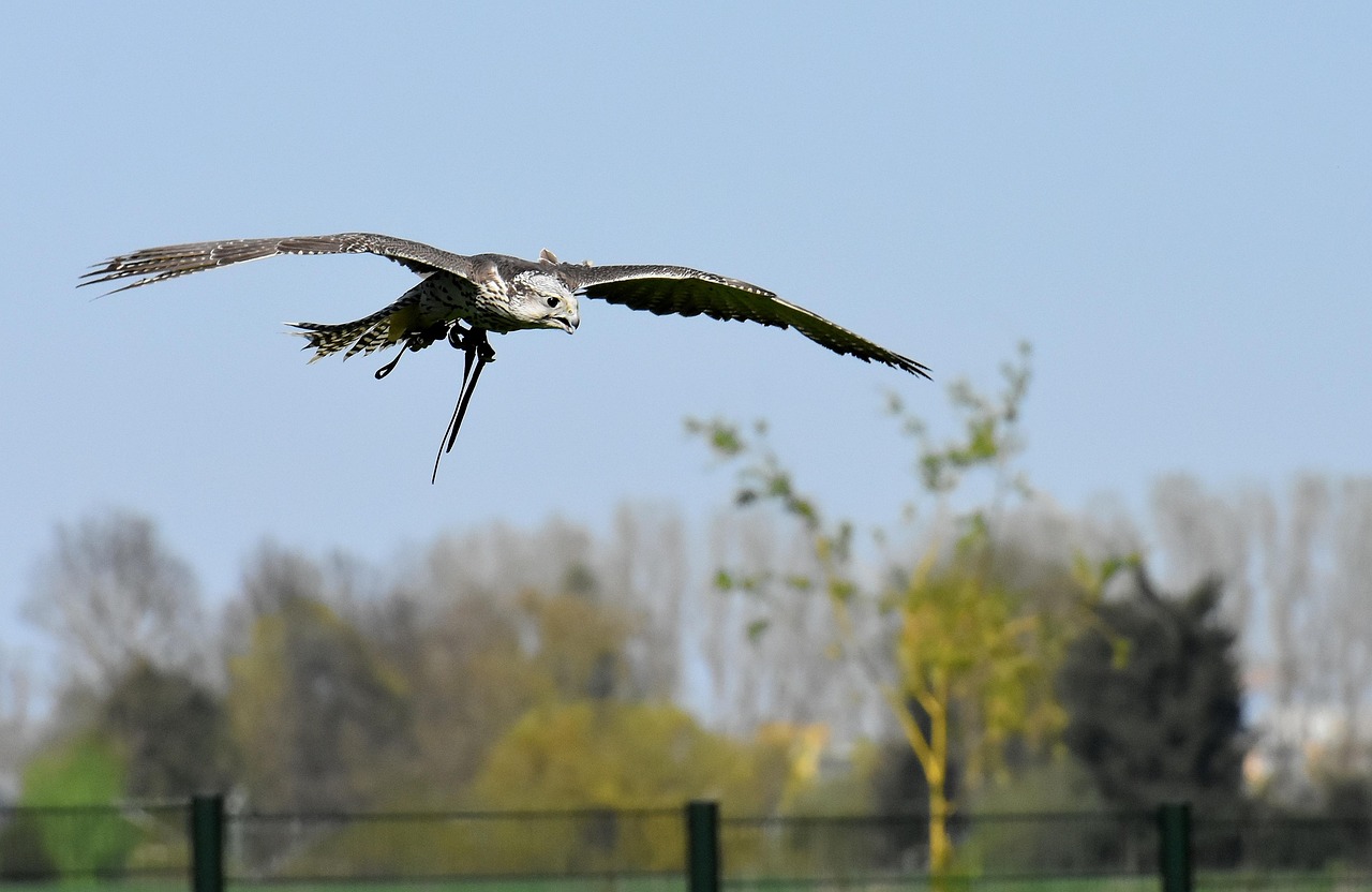 Falcon Birds Of Prey Bird Wild - Free photo on Pixabay - Pixabay