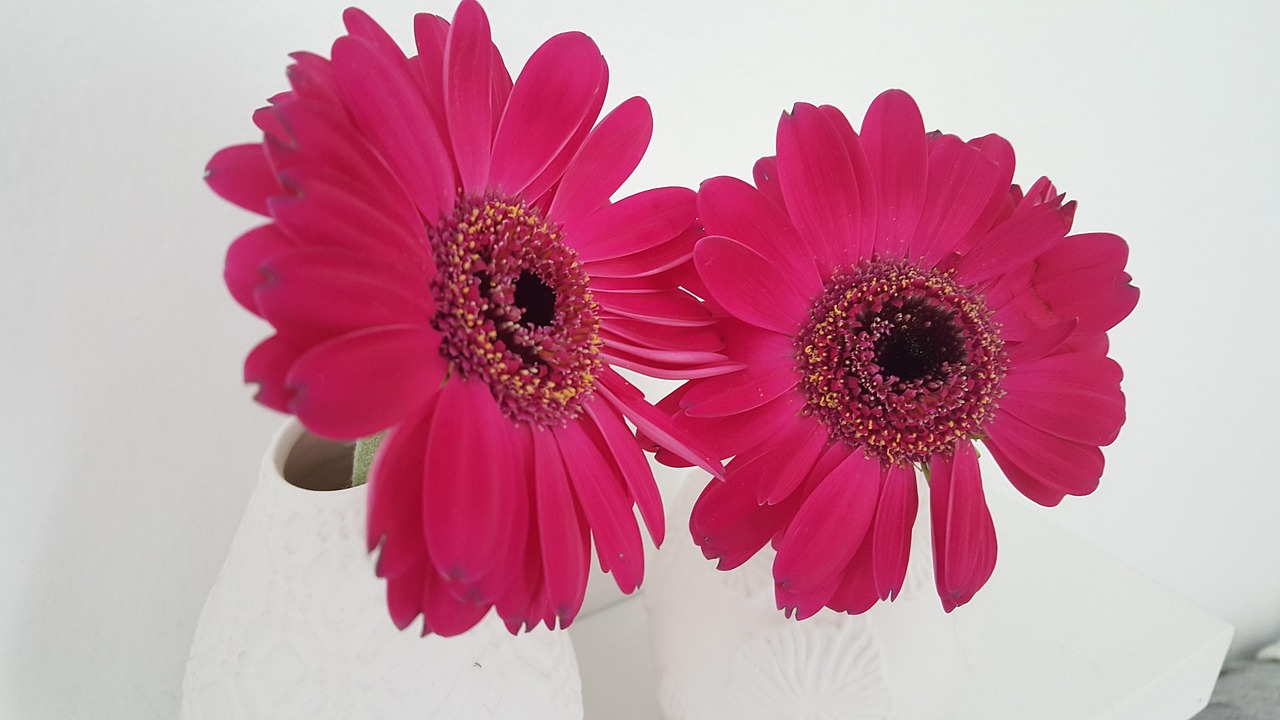 Flor Planta Gerbera - Foto gratis en Pixabay - Pixabay