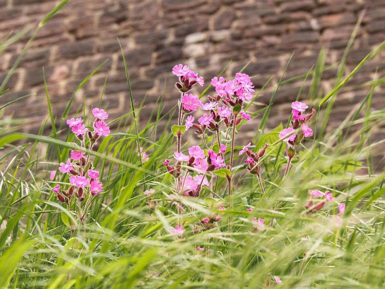 Blumen Wiese Gras - Kostenloses Foto auf Pixabay