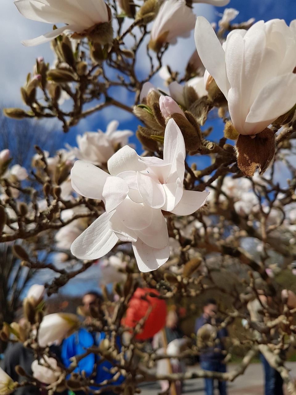 Flower Magnolia Tree - Free photo on Pixabay - Pixabay