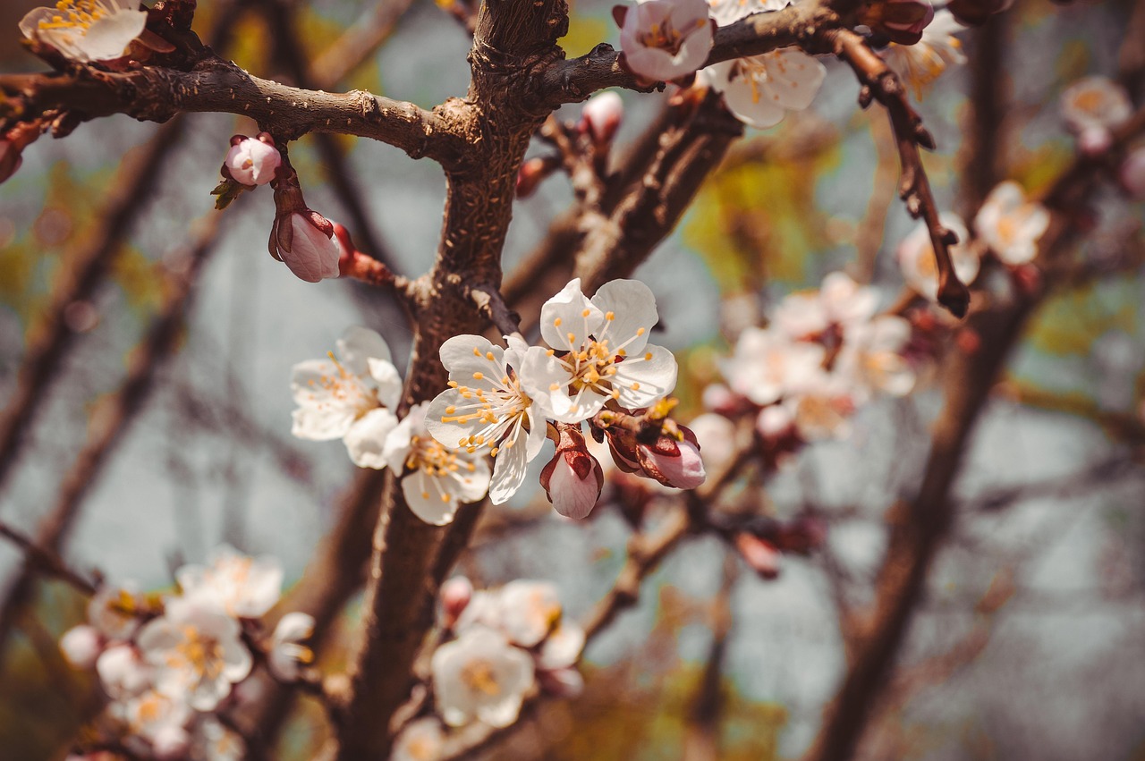 Fleur Arbre Le Printemps Branche - Photo gratuite sur Pixabay - Pixabay