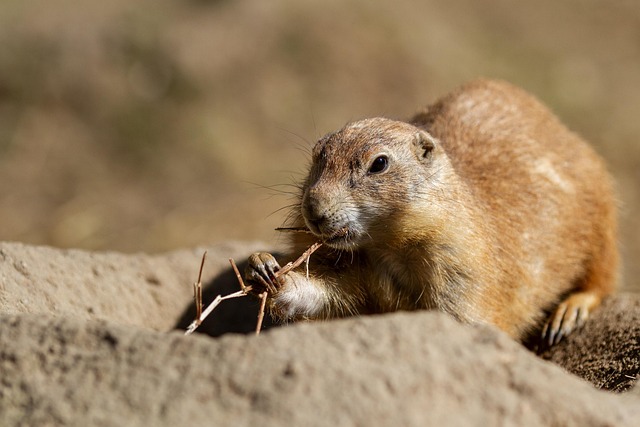 Prairie Dog Wildlife Mammal - Free photo on Pixabay