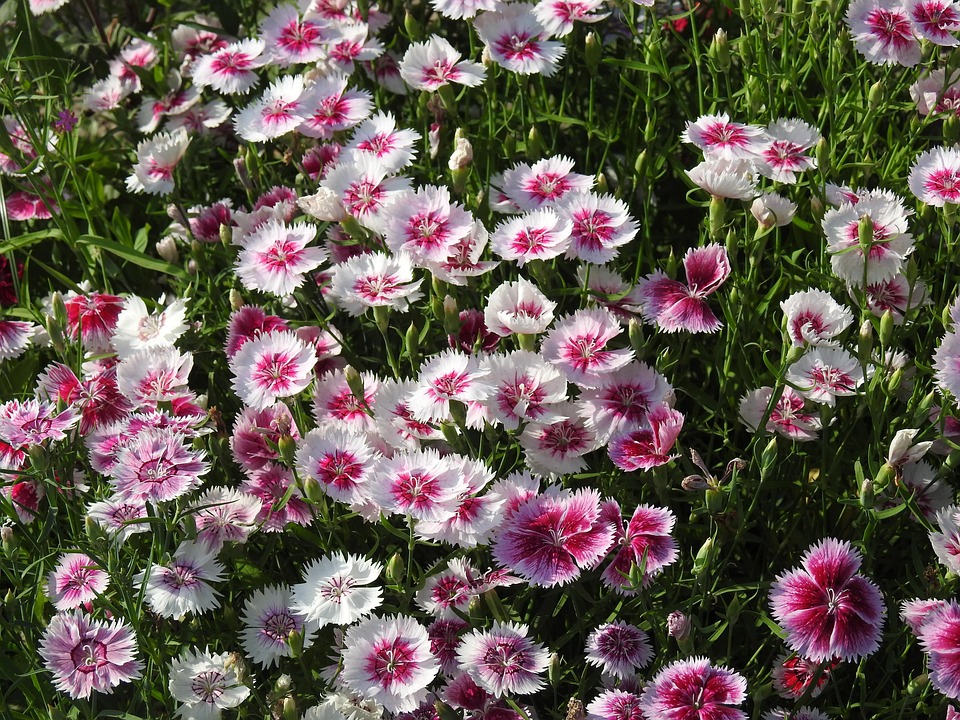 Flower Flora Floral - Free photo on Pixabay