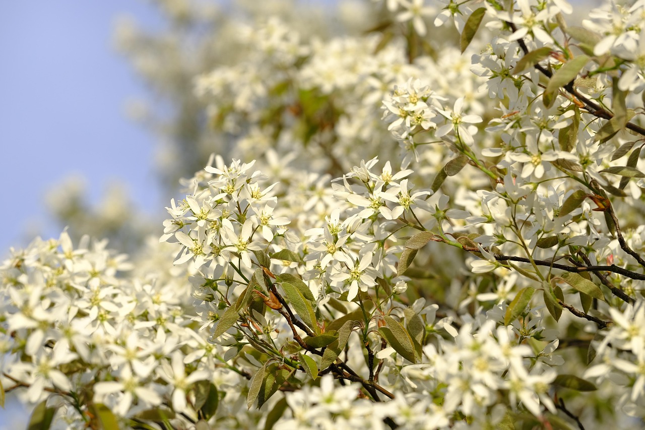 Blomma Blomning Träd - Gratis foto på Pixabay - Pixabay