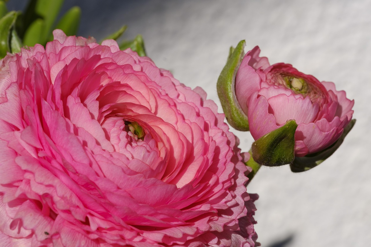 Buttercup Ranunculus Blossom - Free photo on Pixabay - Pixabay