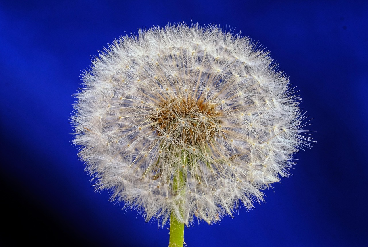 Diente De León Flor Florecer - Foto gratis en Pixabay - Pixabay