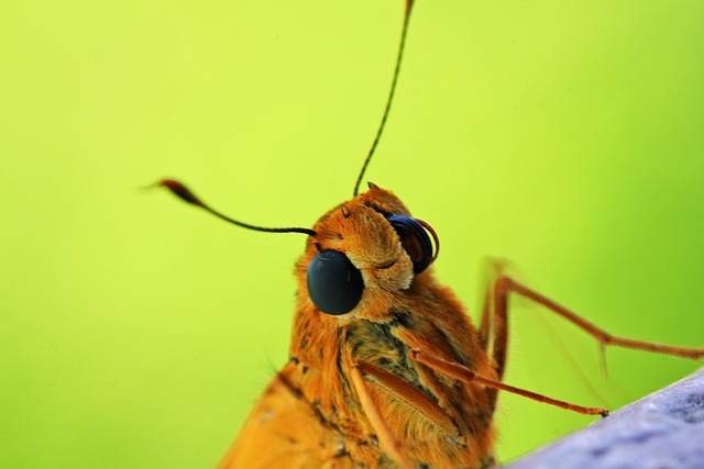 Insect Nature Animal - Free photo on Pixabay