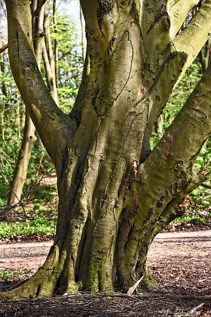 Old Tree Trunk Branch - Free photo on Pixabay - Pixabay