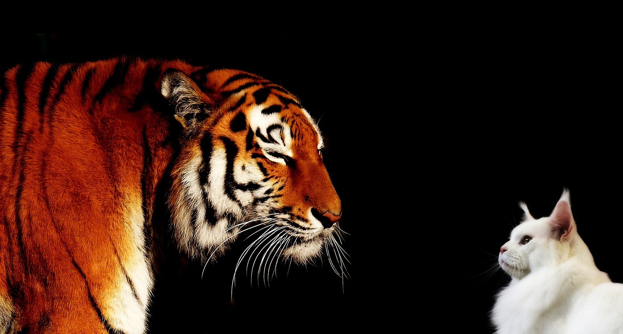 Wild Life Cat Mammalia - Free photo on Pixabay - Pixabay