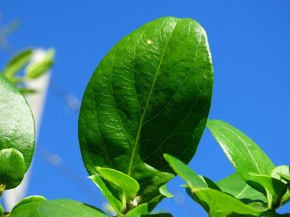 Hoja Planta Frescura - Foto gratis en Pixabay - Pixabay