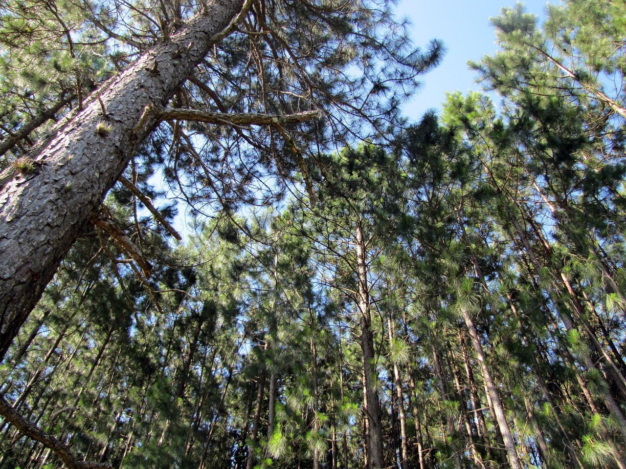 Arbre La Nature Bois - Photo gratuite sur Pixabay - Pixabay