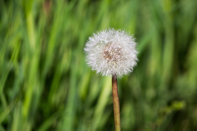 La Nature Fleur Plante Bouche - Photo gratuite sur Pixabay - Pixabay