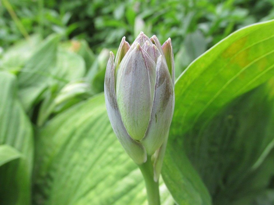 Flower Bud To Flourish Leaf - Free photo on Pixabay